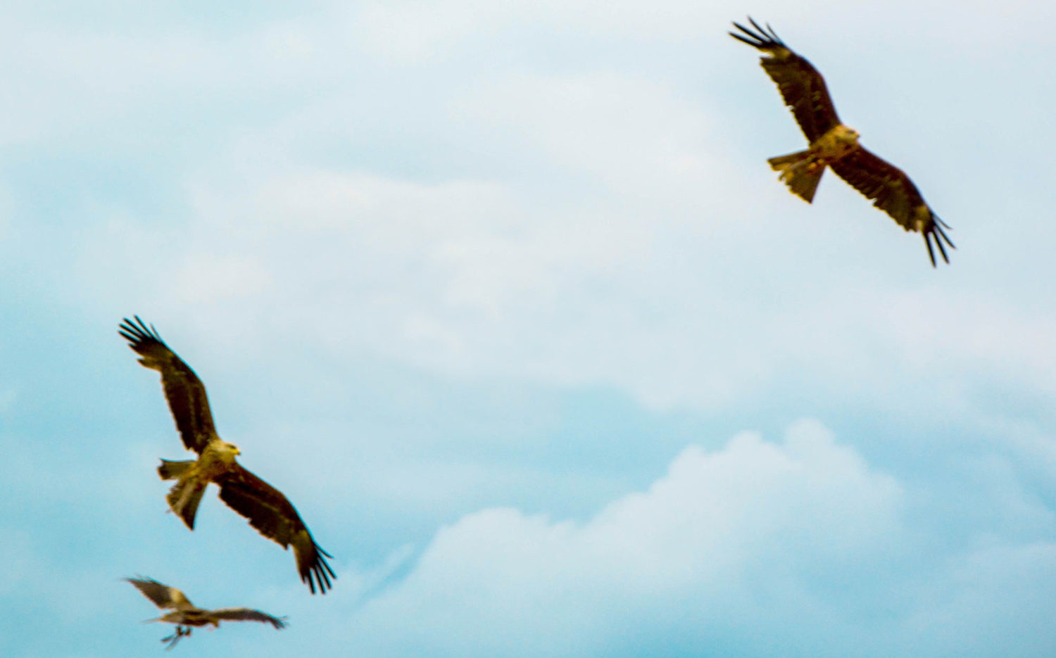 What is real Freedom? - Call to Liberty